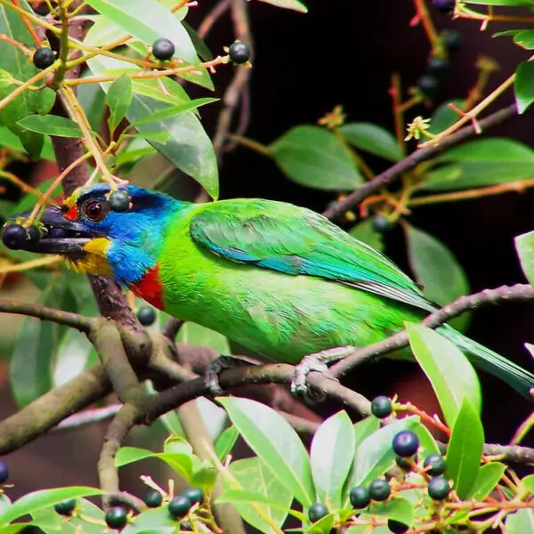 Taiwan barbet - Facts, Diet, Habitat & Pictures on Animalia.bio