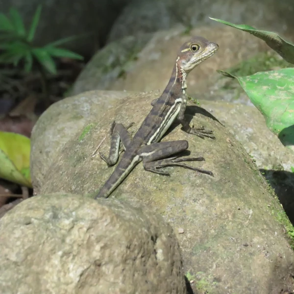 Basiliscus galeritus - факти, дієта, ареал і фотографії на Animalia.bio