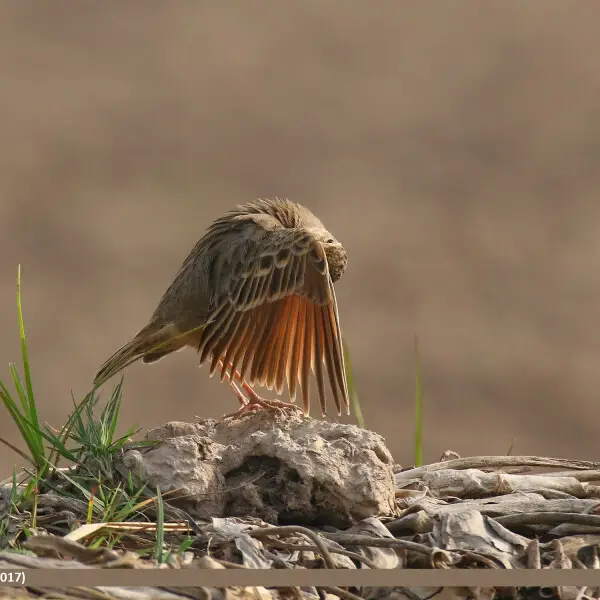 Bengal bush lark - Facts, Diet, Habitat & Pictures on Animalia.bio