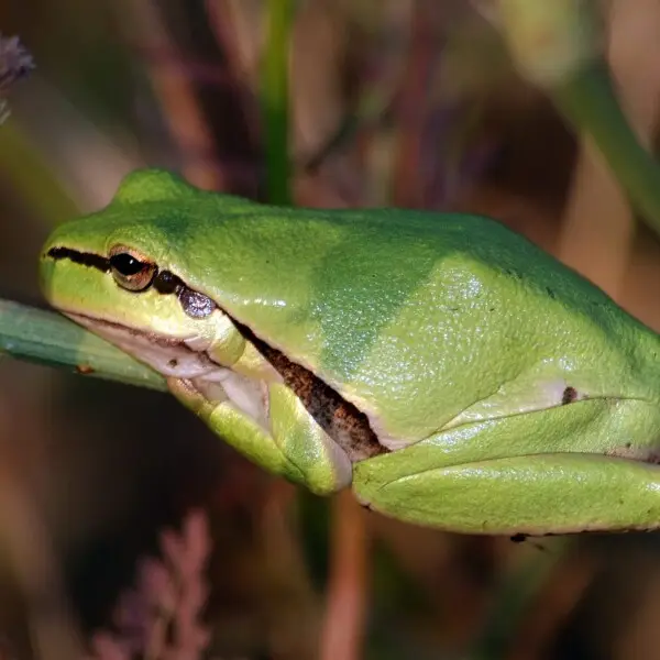 Hyla savignyi - Facts, Diet, Habitat & Pictures on Animalia.bio