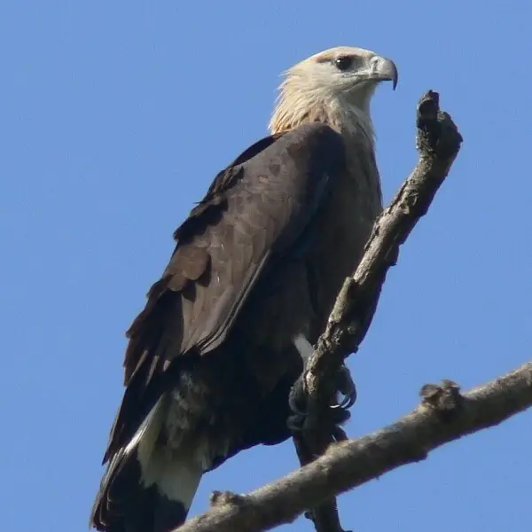 Pallas's fish eagle - Facts, Diet, Habitat & Pictures on Animalia.bio