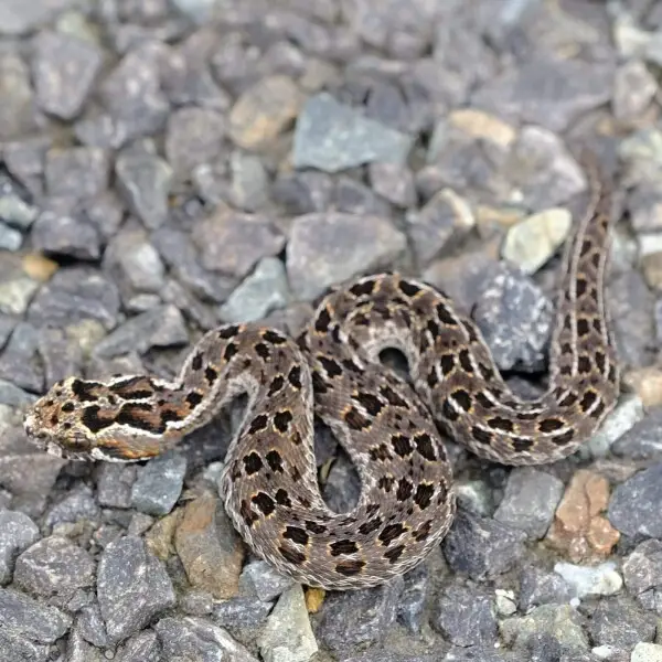 Berg adder - Facts, Diet, Habitat & Pictures on Animalia.bio