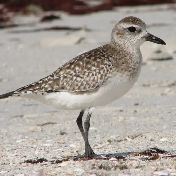 Grey plover - Facts, Diet, Habitat & Pictures on Animalia.bio