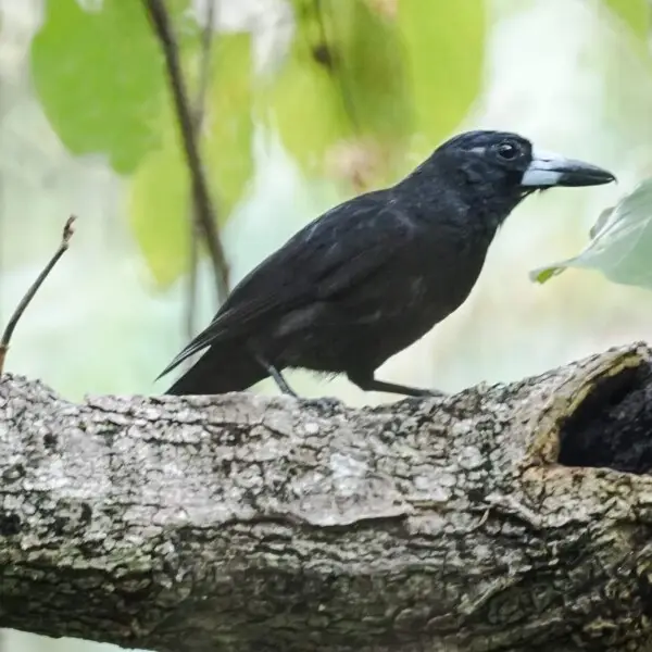 Black butcherbird - Facts, Diet, Habitat & Pictures on Animalia.bio