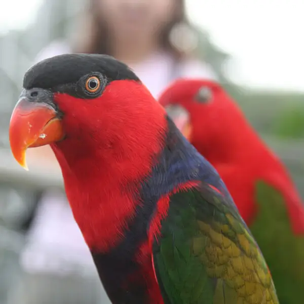 Black-capped lory - Facts, Diet, Habitat & Pictures on Animalia.bio