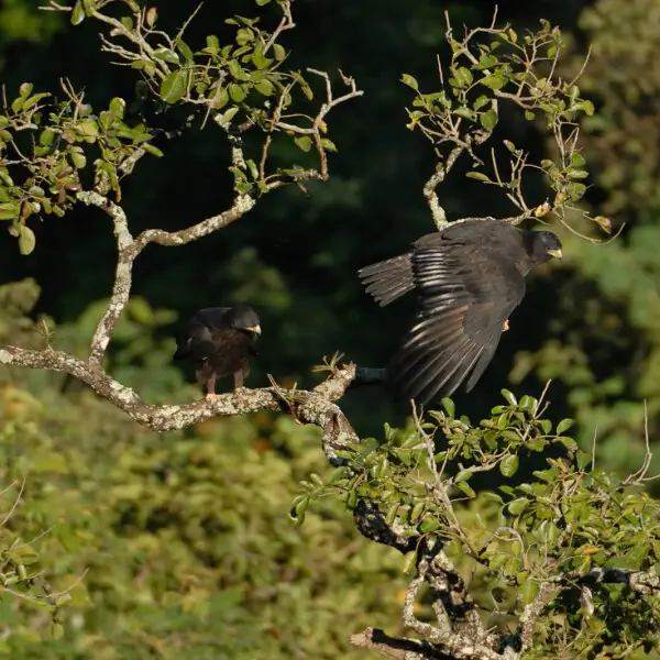Black eagle - Facts, Diet, Habitat & Pictures on Animalia.bio