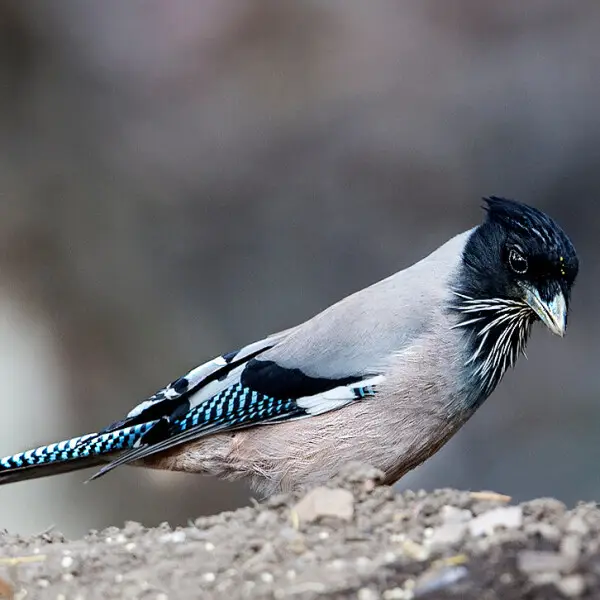Black-headed jay - Facts, Diet, Habitat & Pictures on Animalia.bio