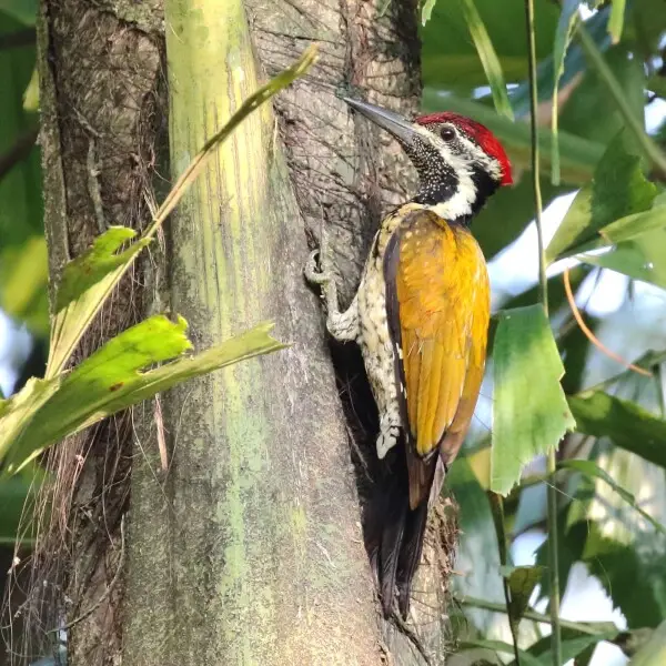 Black-rumped flameback - Facts, Diet, Habitat & Pictures on Animalia.bio