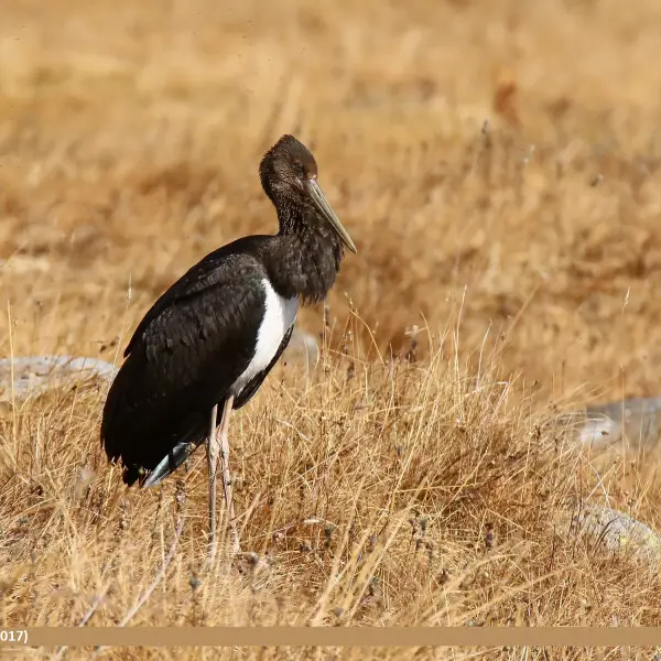 Black stork - Facts, Diet, Habitat & Pictures on Animalia.bio