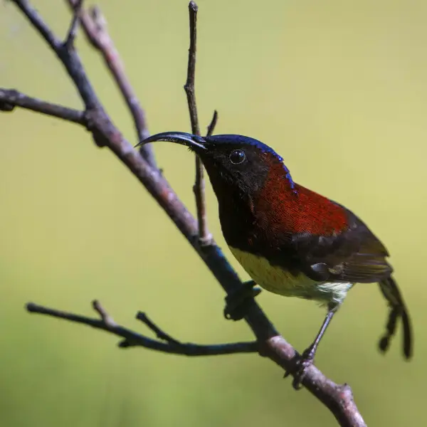Black-throated sunbird - Facts, Diet, Habitat & Pictures on Animalia.bio