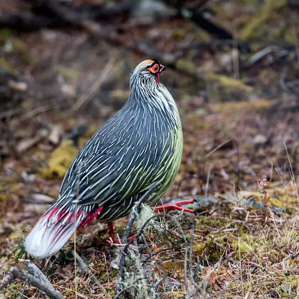 Blood pheasant - Facts, Diet, Habitat & Pictures on Animalia.bio