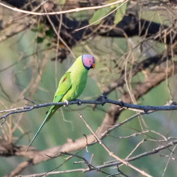 Psittacula roseata - факти, дієта, ареал і фотографії на Animalia.bio