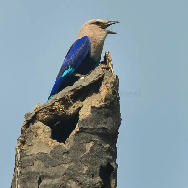 Blue-bellied roller - Facts, Diet, Habitat & Pictures on Animalia.bio