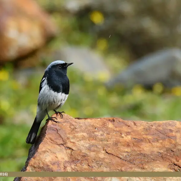 Blue-capped redstart - Facts, Diet, Habitat & Pictures on Animalia.bio