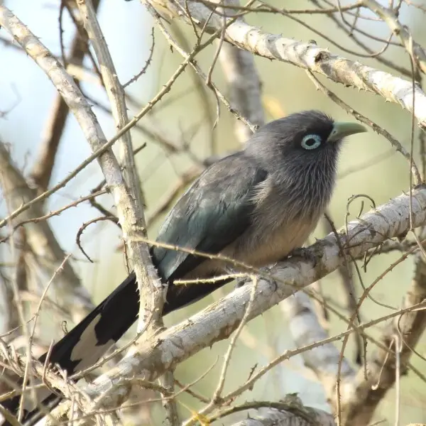 Phaenicophaeus viridirostris - факти, дієта, ареал і фотографії на ...