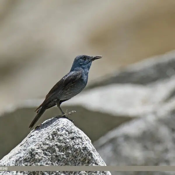Blue rock thrush - Facts, Diet, Habitat & Pictures on Animalia.bio