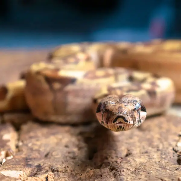 Northern Boa - Facts, Diet, Habitat & Pictures on Animalia.bio