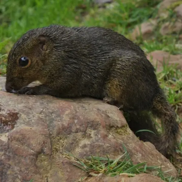 Bornean mountain ground squirrel - Facts, Diet, Habitat & Pictures on ...