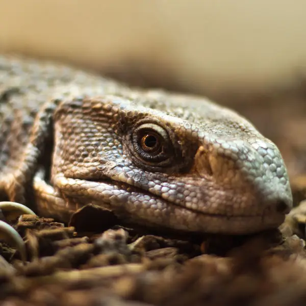 Savannah Monitor - Facts, Diet, Habitat & Pictures on Animalia.bio