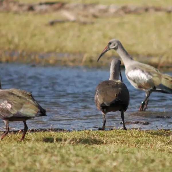 Hadada ibis - Facts, Diet, Habitat & Pictures on Animalia.bio