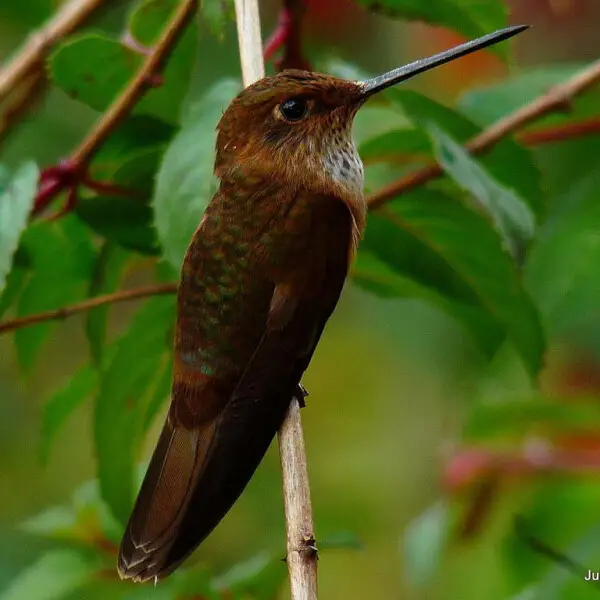 Bronzy inca - Facts, Diet, Habitat & Pictures on Animalia.bio