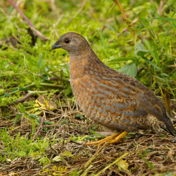Brown quail - Facts, Diet, Habitat & Pictures on Animalia.bio
