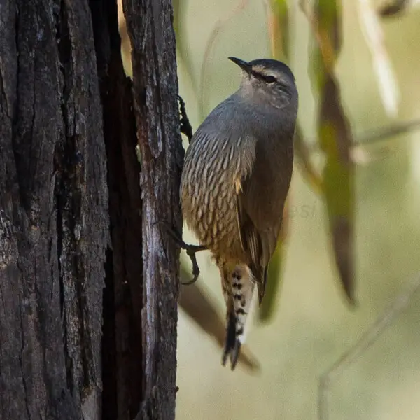 Brown treecreeper - Facts, Diet, Habitat & Pictures on Animalia.bio
