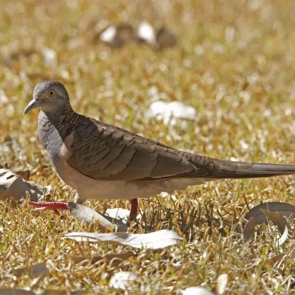 Bar-shouldered dove - Facts, Diet, Habitat & Pictures on Animalia.bio