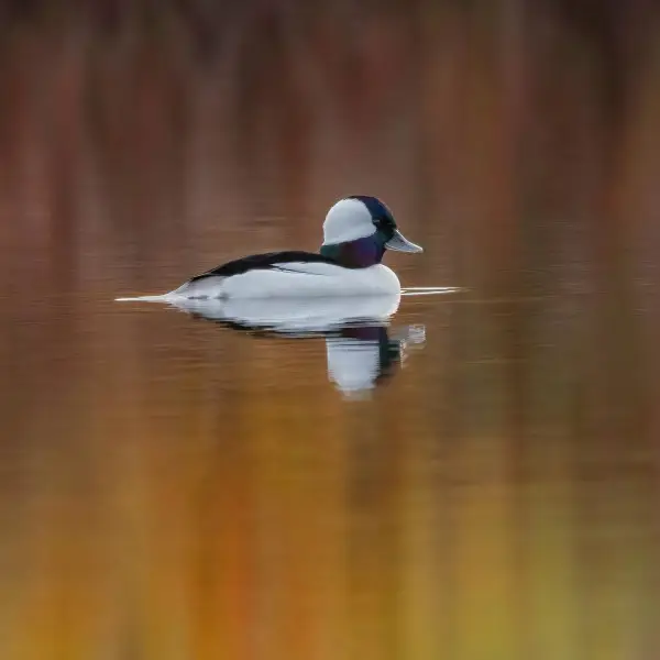 Bufflehead - Facts, Diet, Habitat & Pictures on Animalia.bio