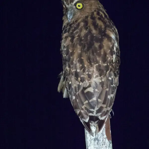 Buffy fish owl - Facts, Diet, Habitat & Pictures on Animalia.bio