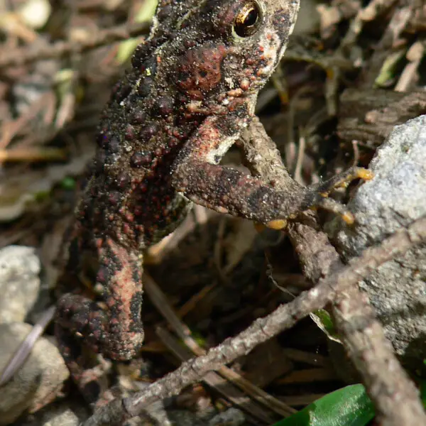 Western toad - Facts, Diet, Habitat & Pictures on Animalia.bio