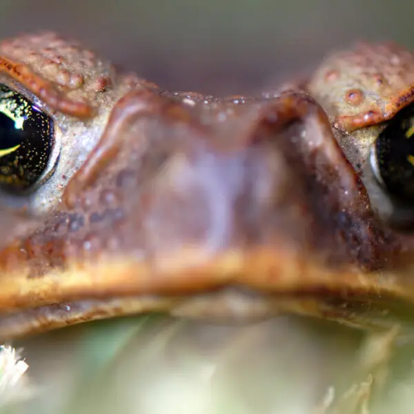 Cane toad - Facts, Diet, Habitat & Pictures on Animalia.bio