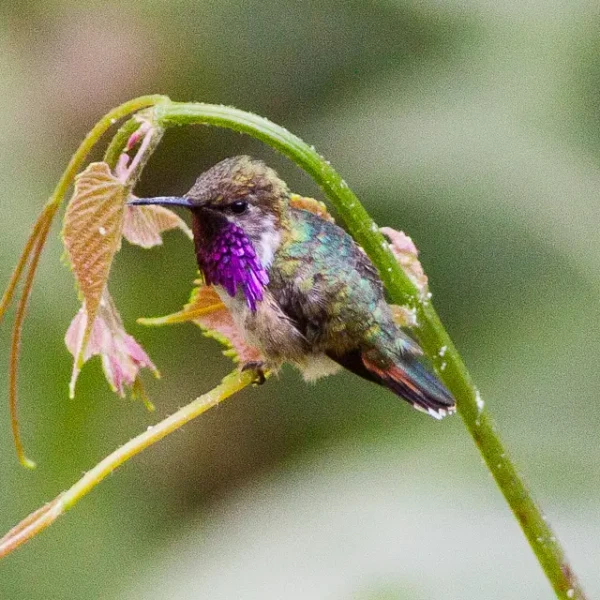 Bumblebee hummingbird - Facts, Diet, Habitat & Pictures on Animalia.bio
