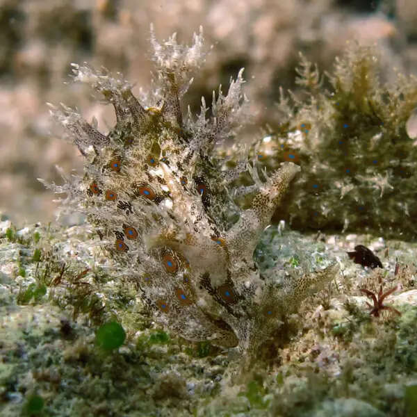 Bursatella leachii - Facts, Diet, Habitat & Pictures on Animalia.bio