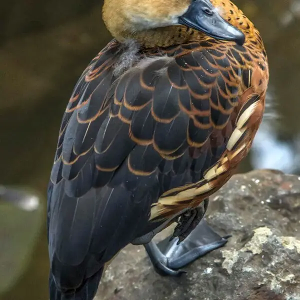 Wandering whistling duck - Facts, Diet, Habitat & Pictures on Animalia.bio