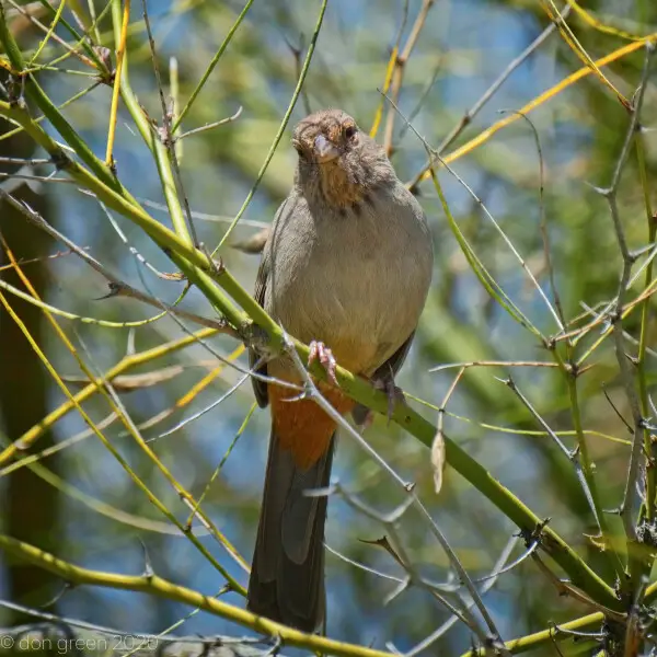 California towhee - Facts, Diet, Habitat & Pictures on Animalia.bio