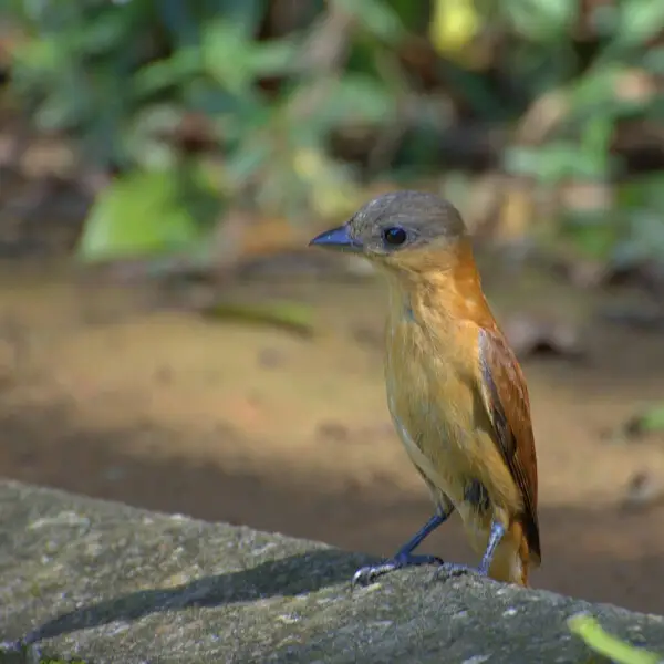 Crested becard - Facts, Diet, Habitat & Pictures on Animalia.bio