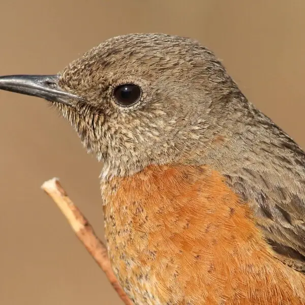 Monticola rupestris - факти, дієта, ареал і фотографії на Animalia.bio