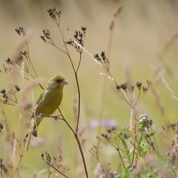 European Greenfinch - Facts, Diet, Habitat & Pictures on Animalia.bio