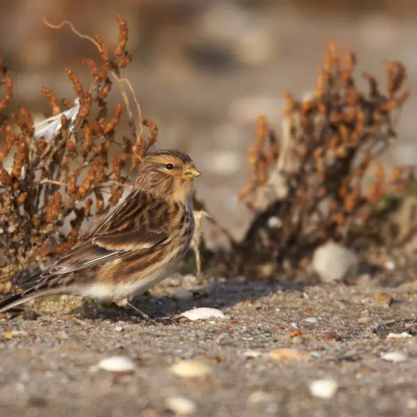 Twite - Facts, Diet, Habitat & Pictures on Animalia.bio