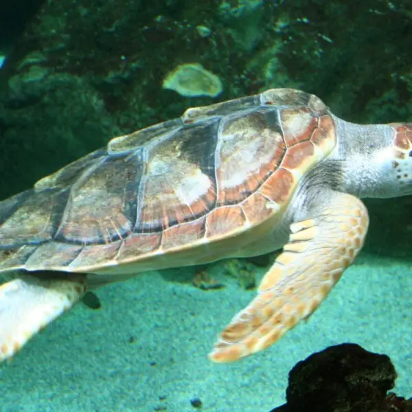 Loggerhead sea turtle - Facts, Diet, Habitat & Pictures on Animalia.bio