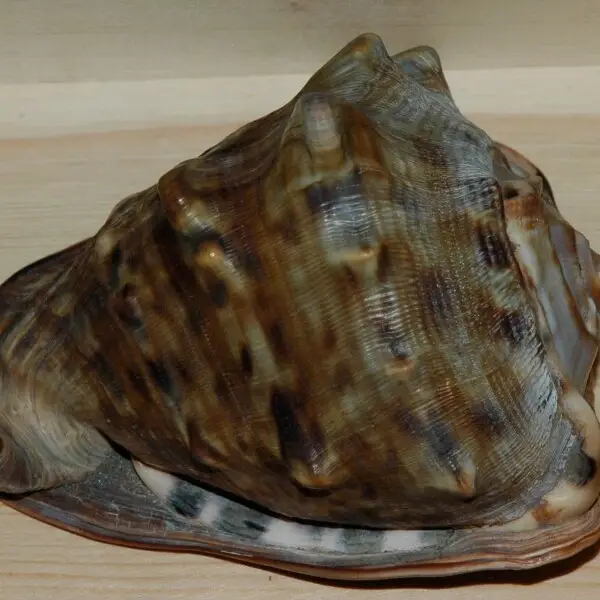 Cassis tuberosa - Facts, Diet, Habitat & Pictures on Animalia.bio