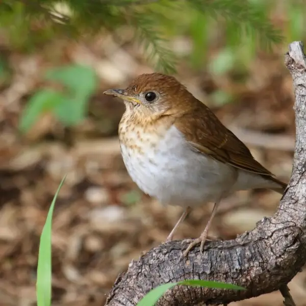 Veery - Facts, Diet, Habitat & Pictures on Animalia.bio