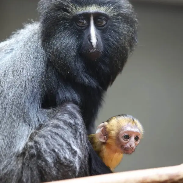 Hamlyn's monkey - Facts, Diet, Habitat & Pictures on Animalia.bio