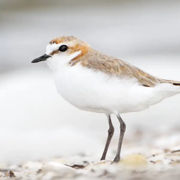 Red-capped plover - Facts, Diet, Habitat & Pictures on Animalia.bio