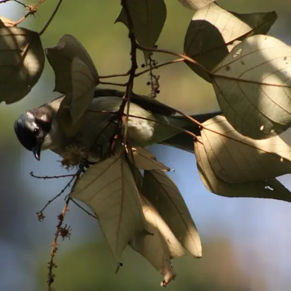 Light-vented bulbul - Facts, Diet, Habitat & Pictures on Animalia.bio