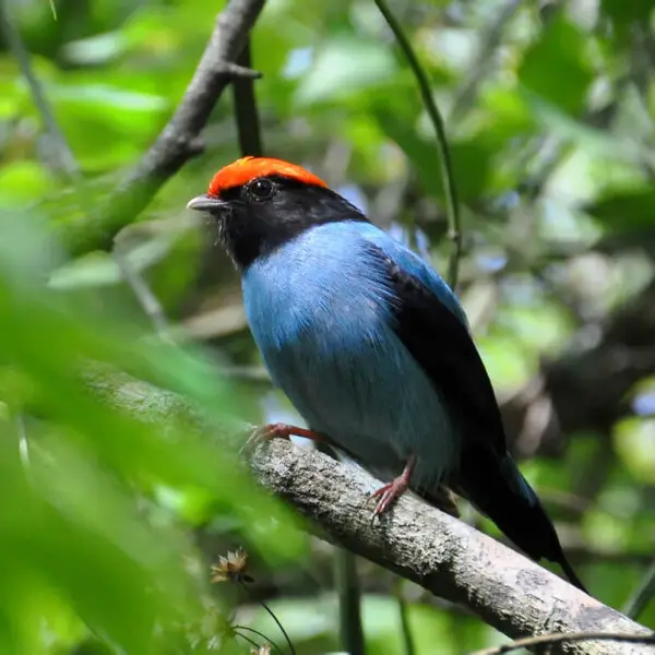 Blue manakin - Facts, Diet, Habitat & Pictures on Animalia.bio