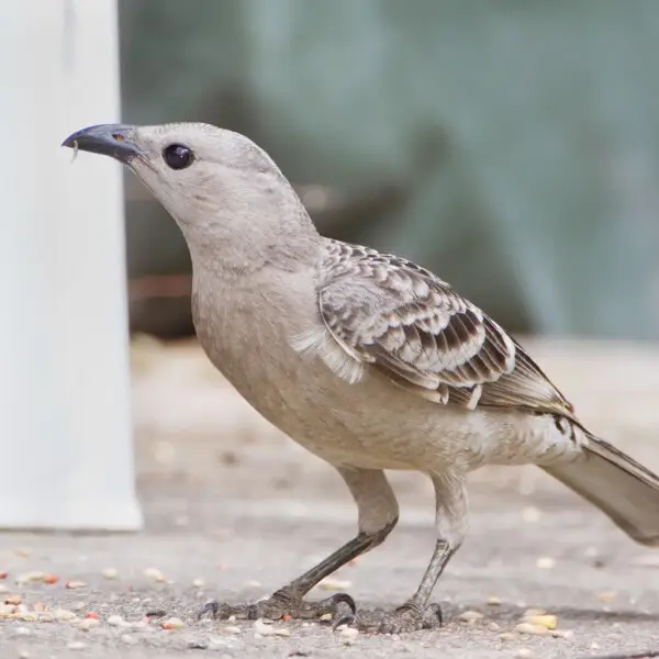 Great bowerbird - Facts, Diet, Habitat & Pictures on Animalia.bio
