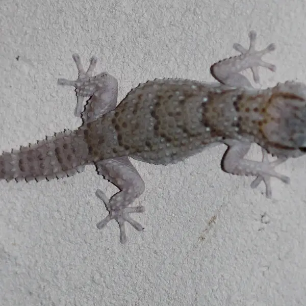 Bibron's thick-toed gecko - Facts, Diet, Habitat & Pictures on Animalia.bio