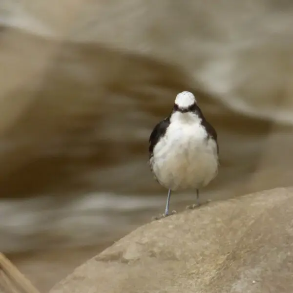 White-capped dipper - Facts, Diet, Habitat & Pictures on Animalia.bio